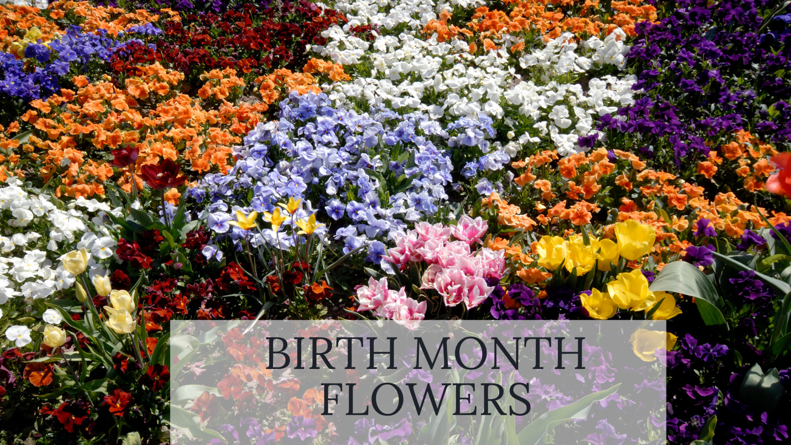 10 Types of Flowers: A Comprehensive Guide