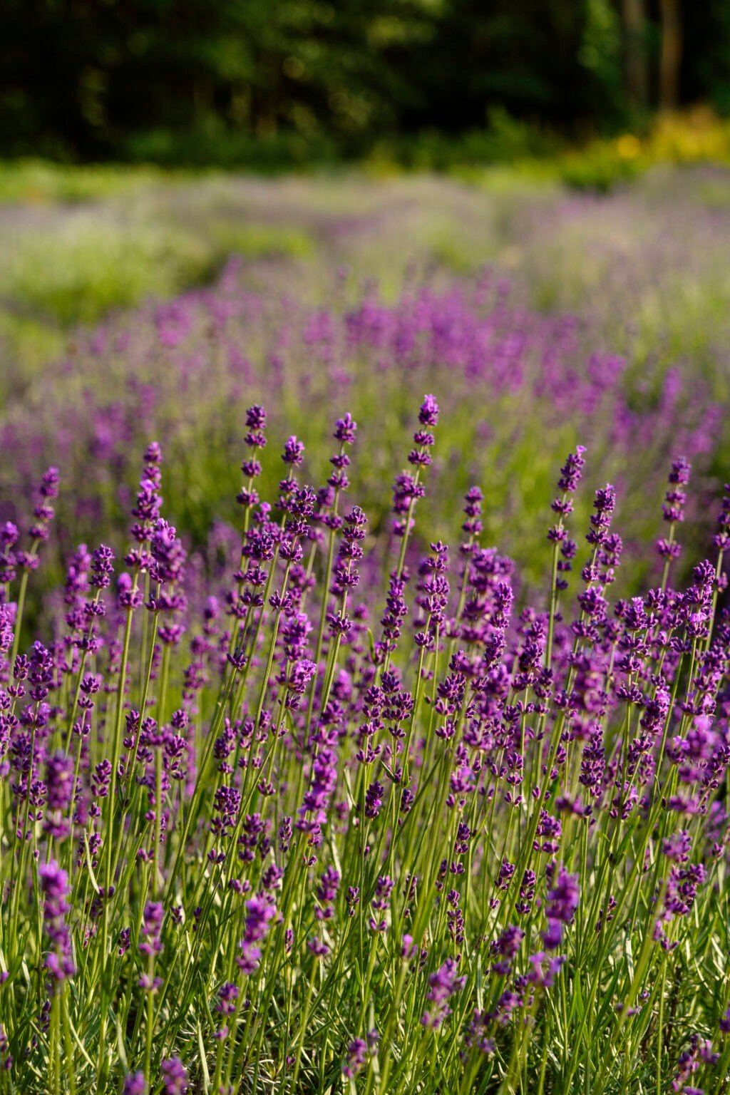 7 Stunning Lavender Flowers: Beauty, Meaning, and Care Guide