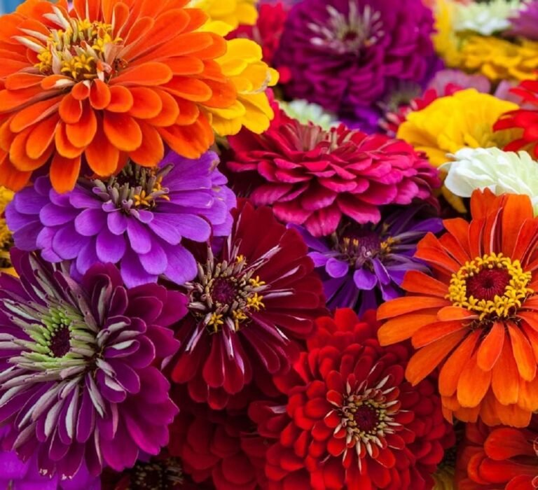 10 Types of Flowers: A Comprehensive Guide