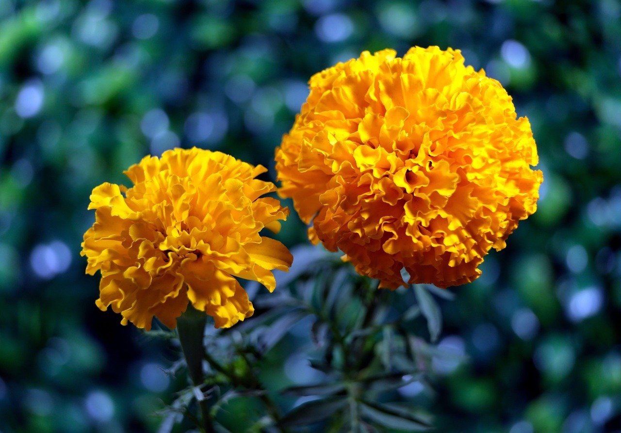 7 Astounding Flowers Offered to Lord Shiva for Worship