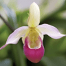 28 Delightful State Flowers of India: Names, Uses & More