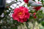 Middlemist Red Camellia: 5 Fascinating Fact You Need to Know