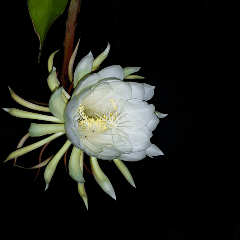 Kadupul Flower: 5 Fascinating Facts About Its Rarity