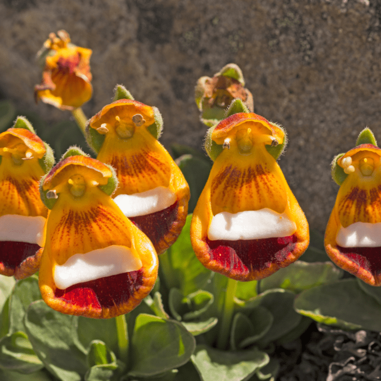 15 Extremely Rare Flowers That Showcase Nature's Beauty