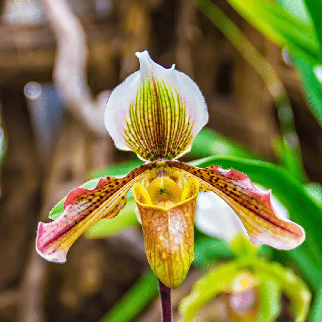 15 Extremely Rare Flowers That Showcase Nature's Beauty