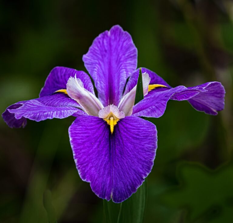 7 Powerful Butterfly Pea Tea Benefits + Easy Recipe to Make