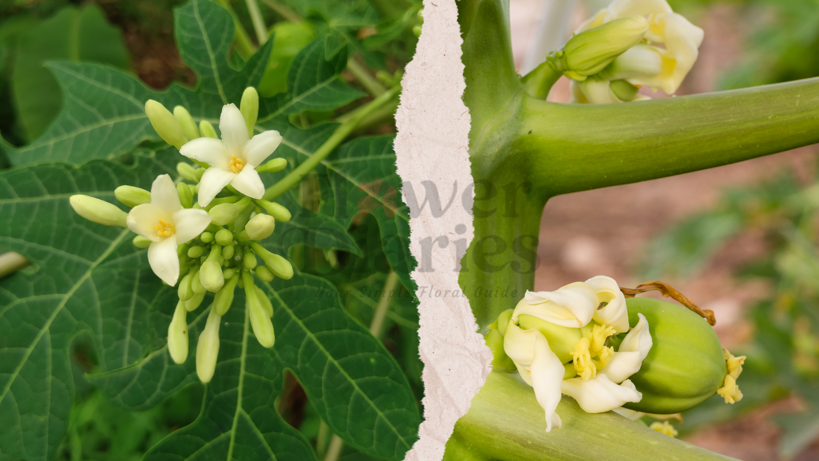 10 Powerful Papaya Flower Benefits, Tea Uses & Ayurvedic
