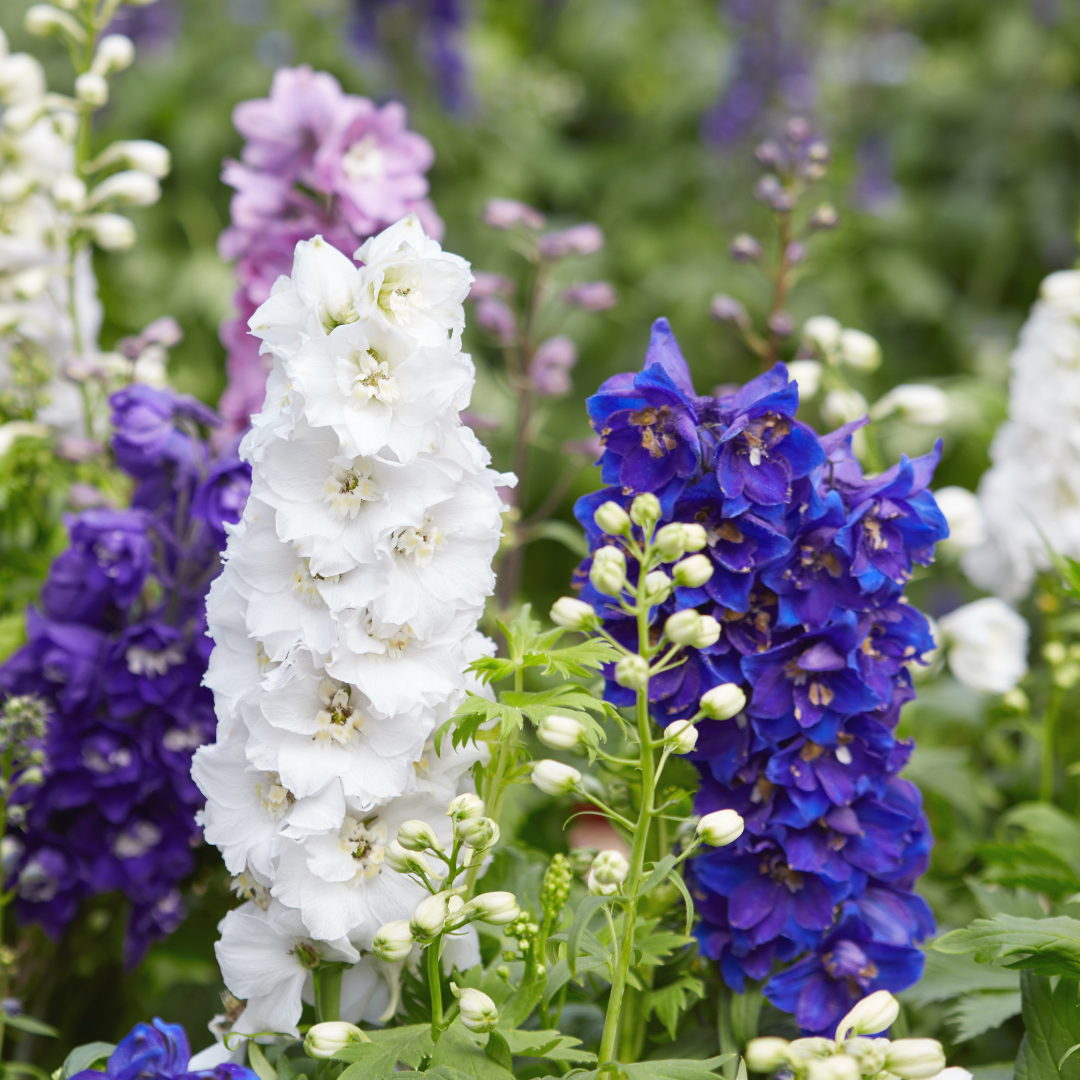 12 Stunning Flowers for Each Month With Birthstones & Gift