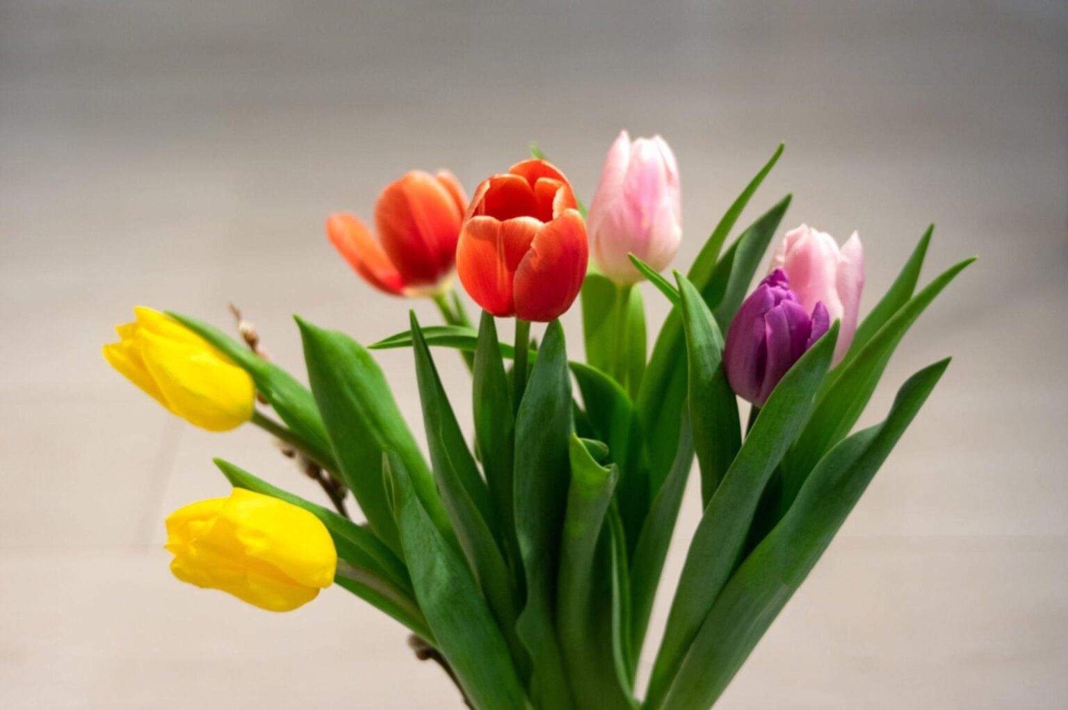 10 Types of Flowers: A Comprehensive Guide