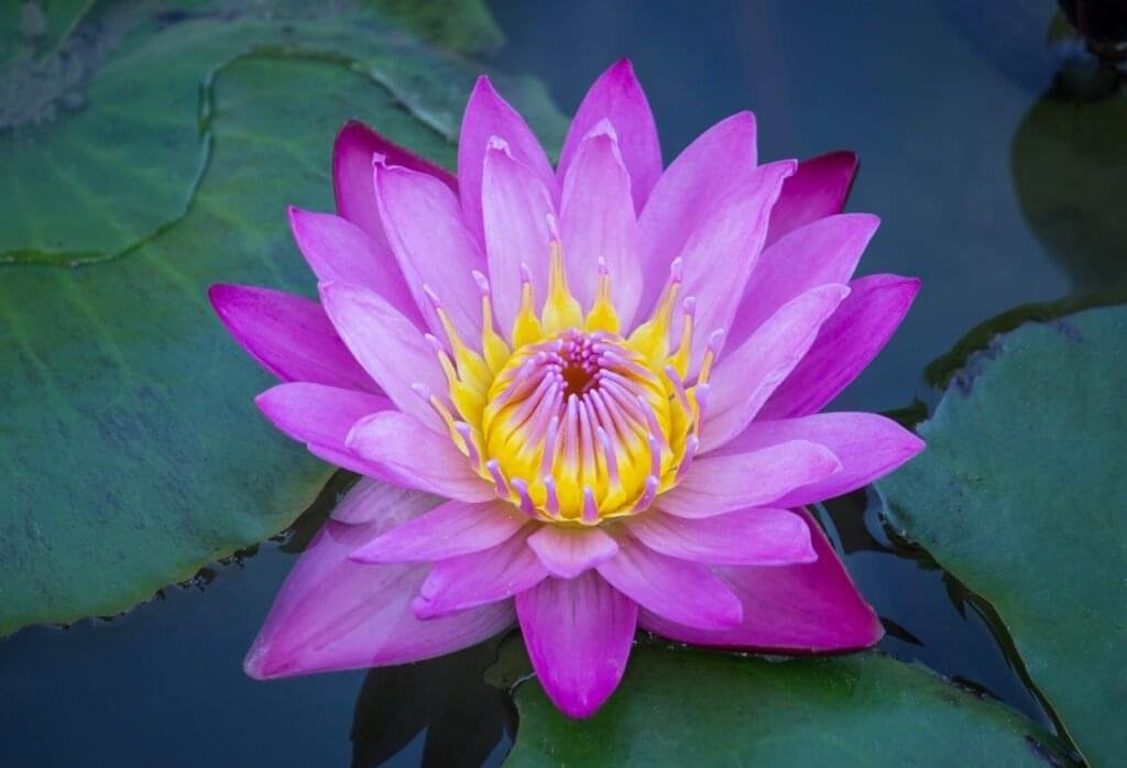 7 Astounding Flowers Offered to Lord Shiva for Worship