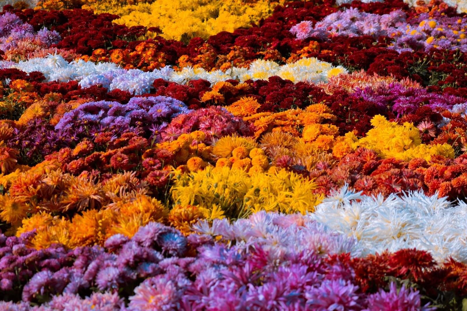 10 Types of Flowers: A Comprehensive Guide