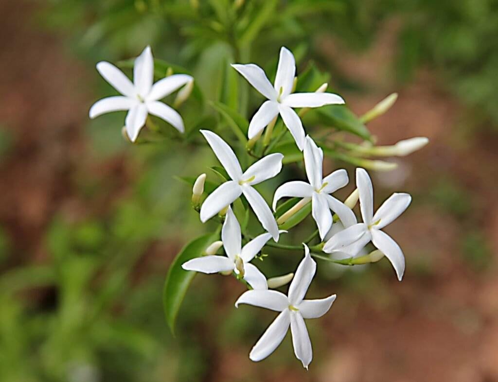 7 Astounding Flowers Offered to Lord Shiva for Worship
