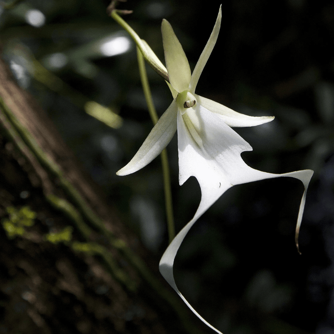 Ghost Orchid Flower: 4 Fascinating Facts to Discover