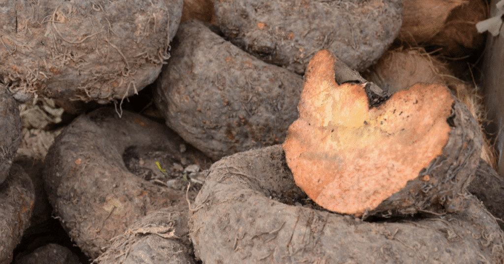7 Powerful Elephant Yam Flower Benefits You Didn’t Know