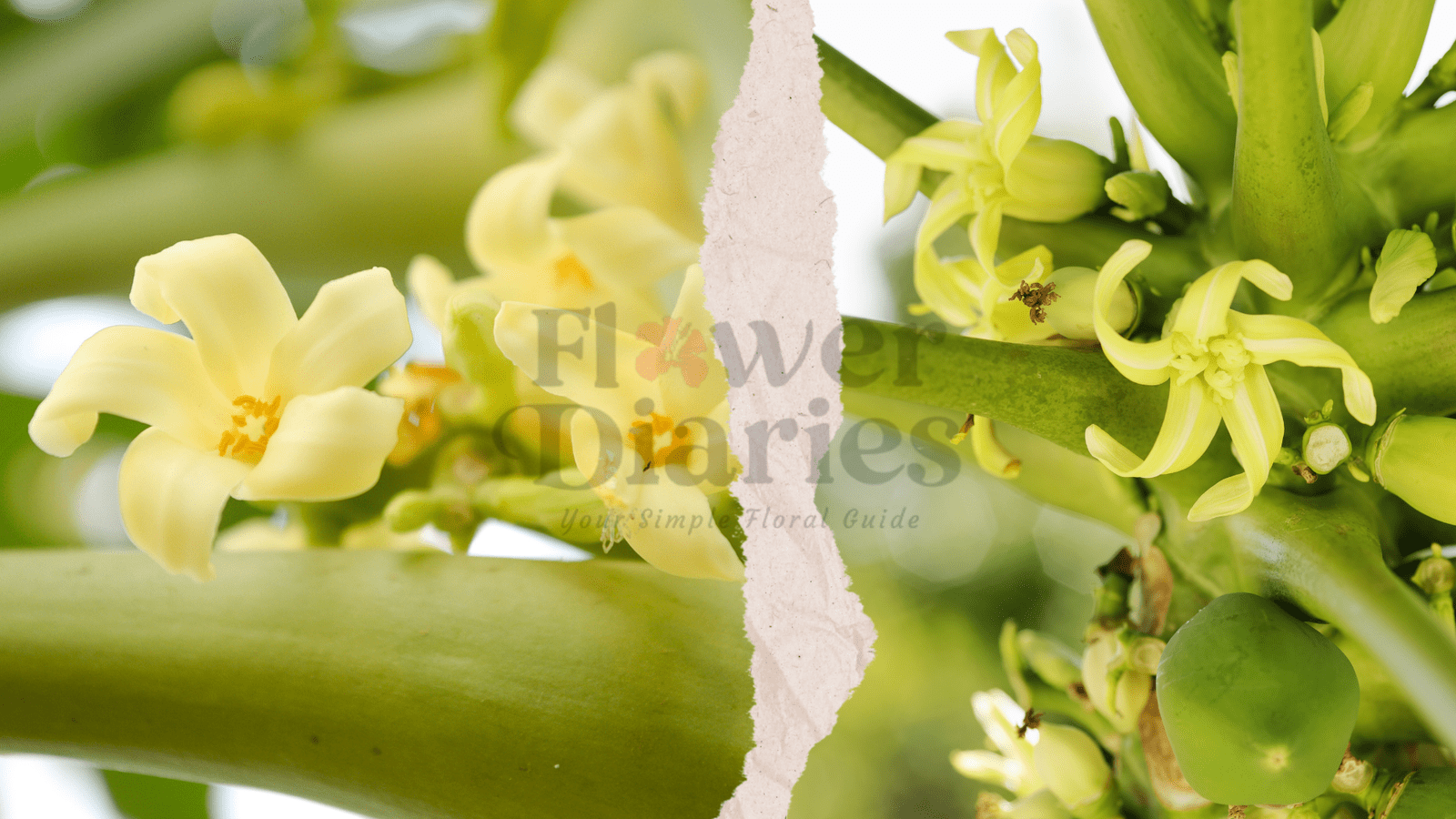 10 Powerful Papaya Flower Benefits, Tea Uses & Ayurvedic
